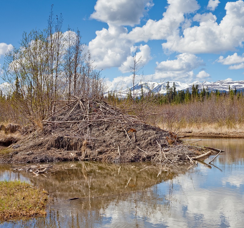 Beaver Removal Front Royal, Trap Beavers, Dam Removal, Cleanup