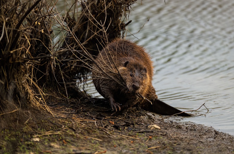 Beaver Removal Front Royal, Trap Beavers, Dam Removal, Cleanup