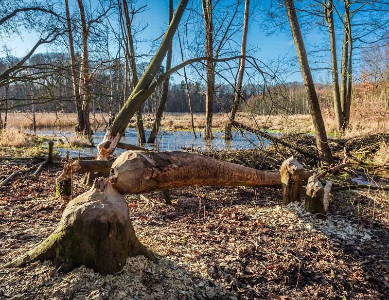 Beaver Removal Front Royal, Trap Beavers, Dam Removal, Cleanup